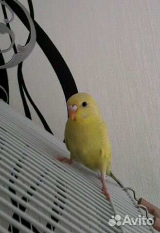 Волнистый попугайчик