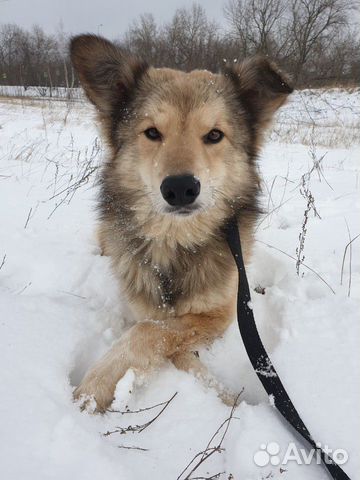 Отдам собаку Тони в дар