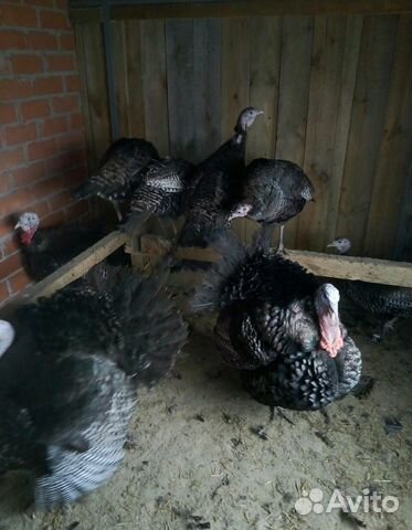 Дикая американская индейка