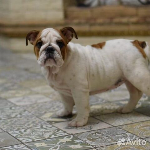 Английский бульдог