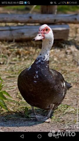 Селезень мускусной утки