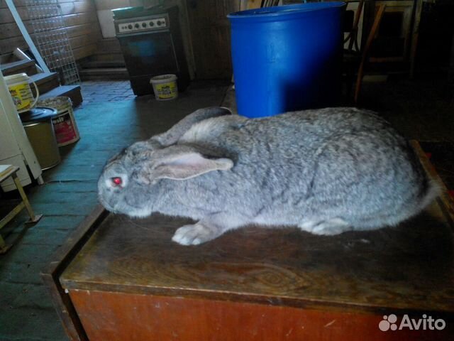 Кролики мясных пород