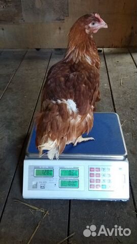 Родонит курочки 3 и 4,5 мес