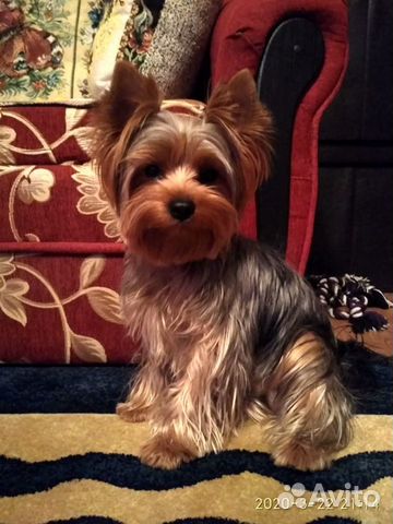 Филя ищет невесту