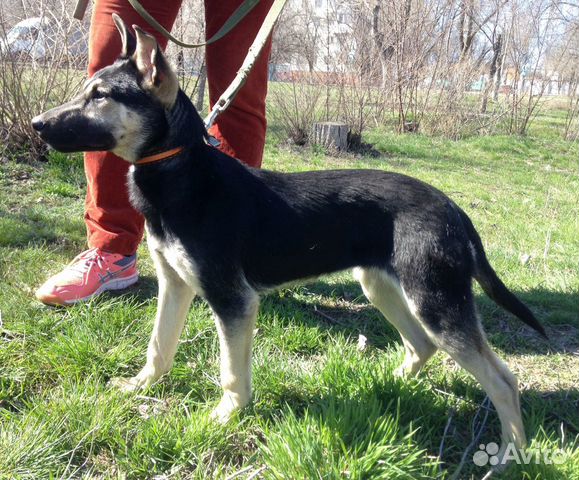 Щенок на охрану. Овчарёнок