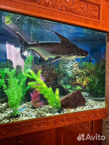 Аквариумная рыба