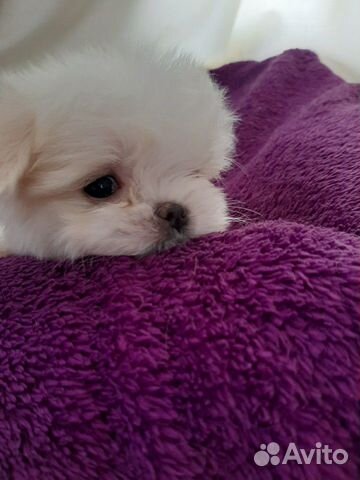 Мальчик Мальтезик