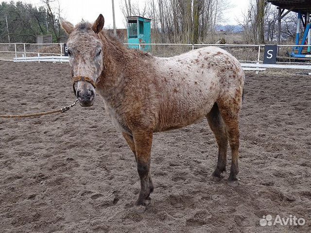 Мерин алтайской породы