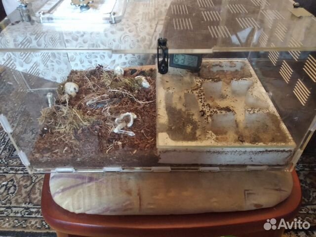 Venator мурави