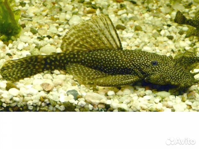 Сомики Крабчетый, Вуалевый, Анцитрус от производит