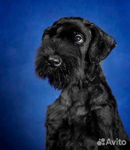 Продаётся щеночек