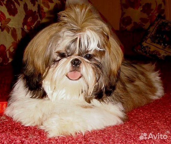 Кукольные мальчишки и девчонки