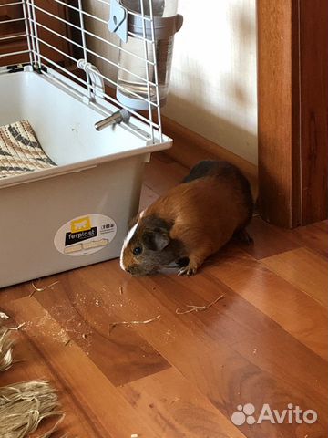 Морские свинки 4 месяца