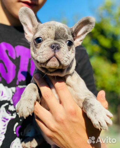 Французик эксклюзив