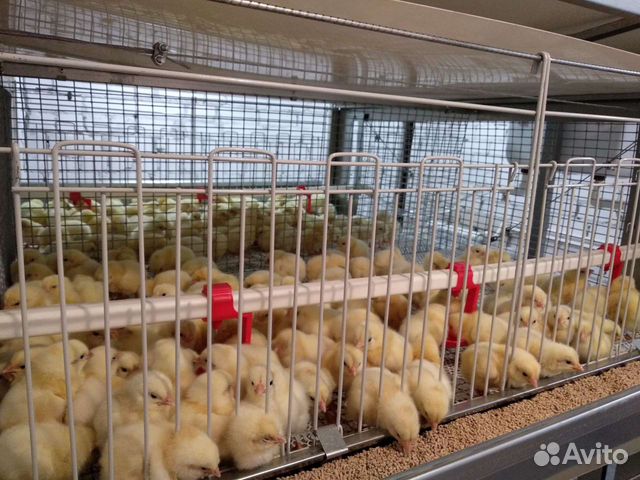 Инкубация круглогодично