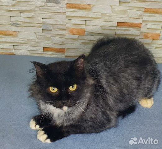 Котик Барни ищет дом