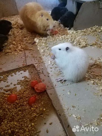 Продам нутрий