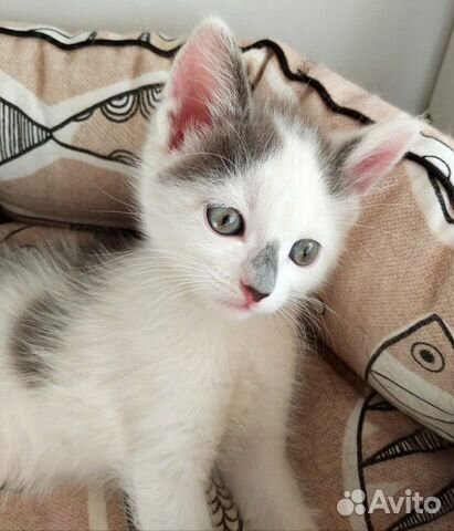 Котенок Носик ищет дом