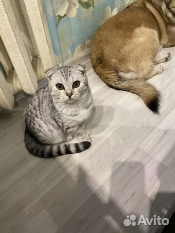 Шотландская