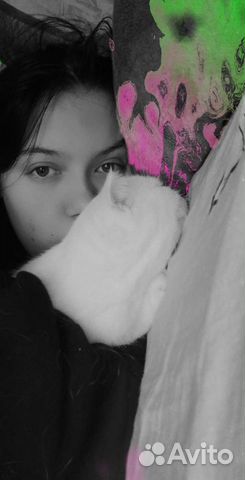 Возьму кота шотландской породы