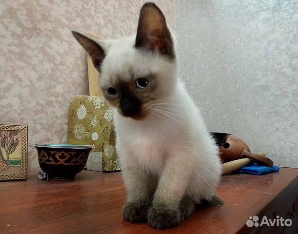 Меконгский бобтейл (Сил поинт )