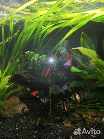 Аквариум 280л