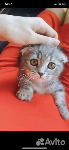 Шотландский вислоухий котёнок