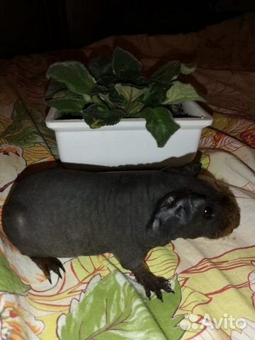 Морские свинки скинни самочки