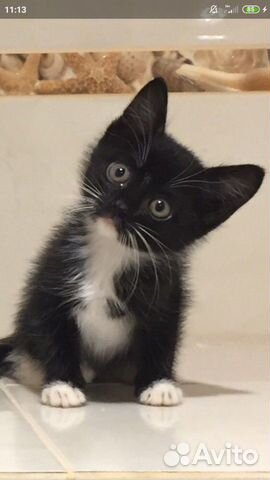 Чудо чудное котенок 1,5 месяца