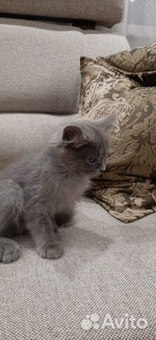 Кошка