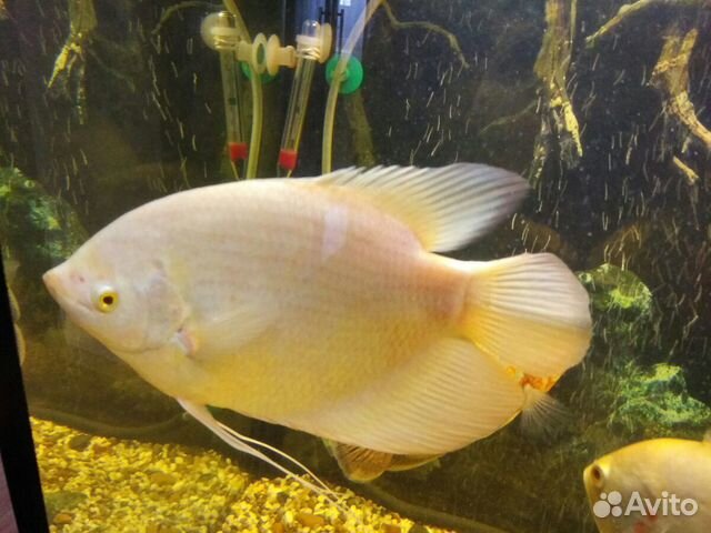 Рыба Гурами гигантский