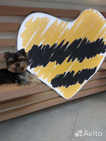 Йоркширский терьер