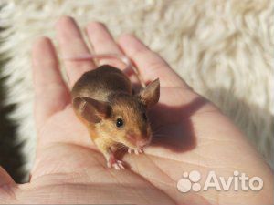 Мышонок сатиновый соболь
