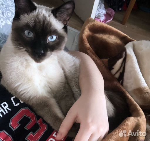 Вязка. Сиамский кот