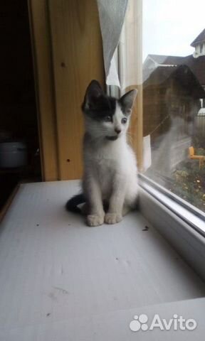 Кошка Хорошка