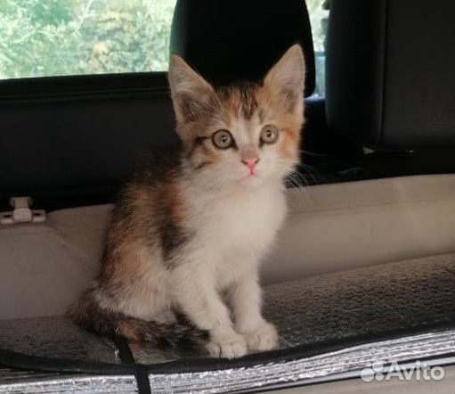 Котенок в дар 1,5 мес девочка трехцветная