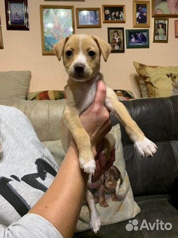 Щенок-игрунок