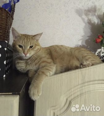 Кот молодой бесплатно