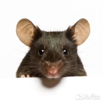 Заберу мышь или крысу в добрые руки