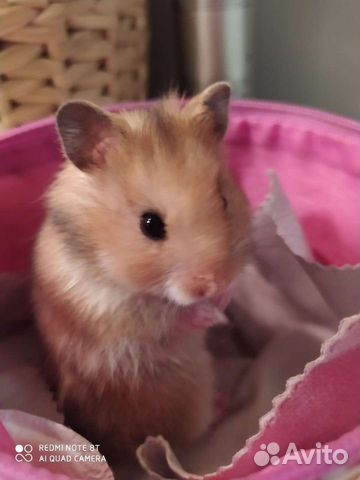 Сирийский хомяк