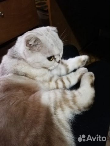 Кошка британка