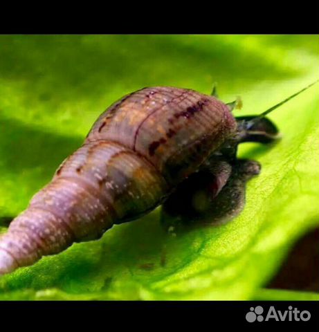 Улитка милания