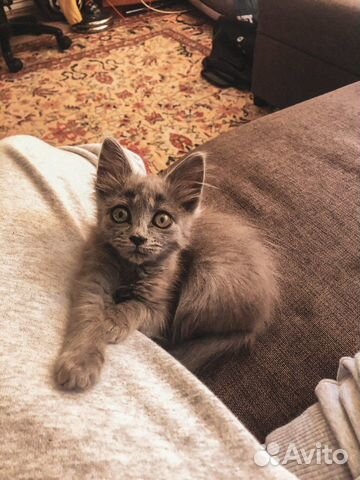 Котенок
