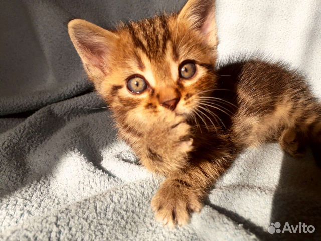 Настоящий Британский Лев