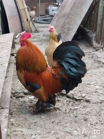 Петушки и курочки мелкой породы