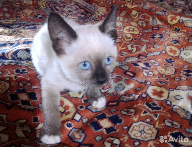 Котята сиамские