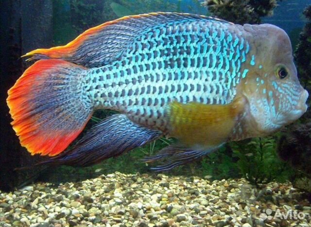 Акара бирюзовая самец