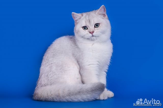 Британские серебристые шиншилы