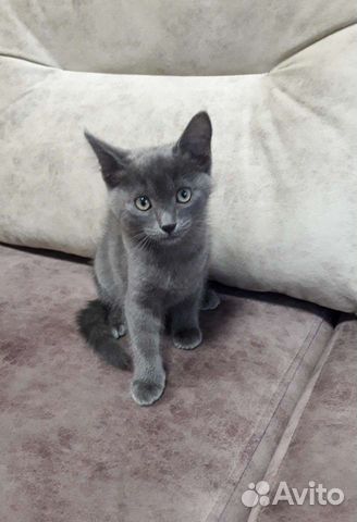 Отдам умного котика