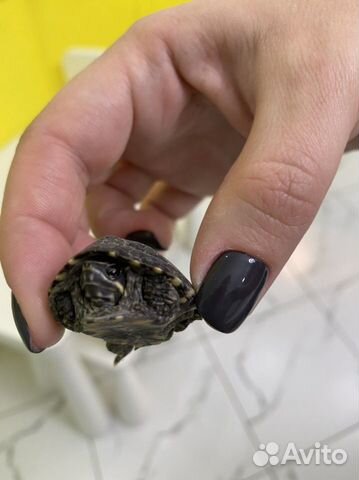 Черепаха мускусная